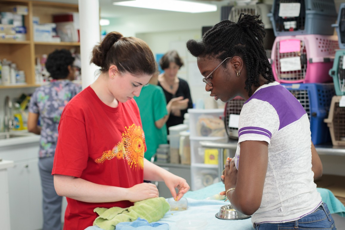 Volunteer & Intern - Wild Bird Fund