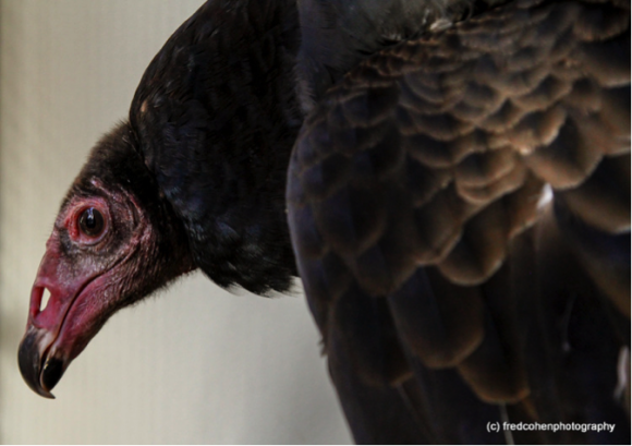 Turkey Vulture - Wild Bird Fund