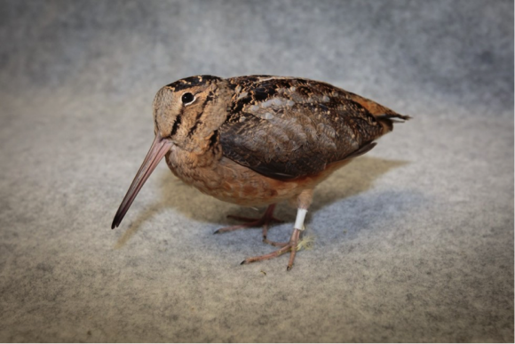 About Us - Wild Bird Fund