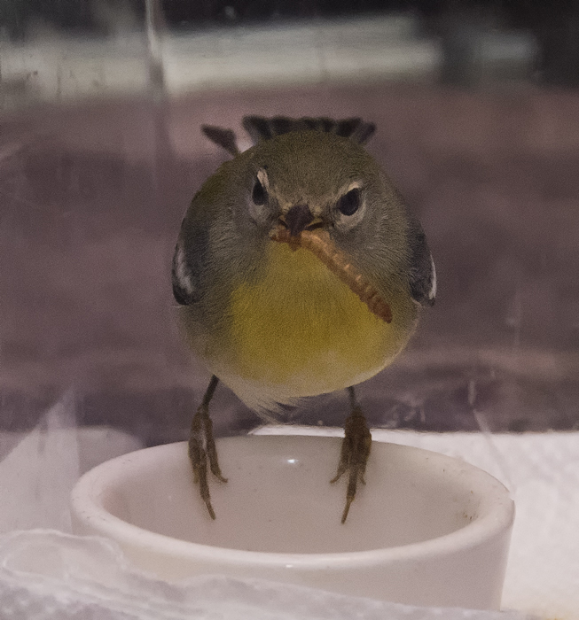 _AYB5911 northern Parula gets the mealworm - Wild Bird Fund