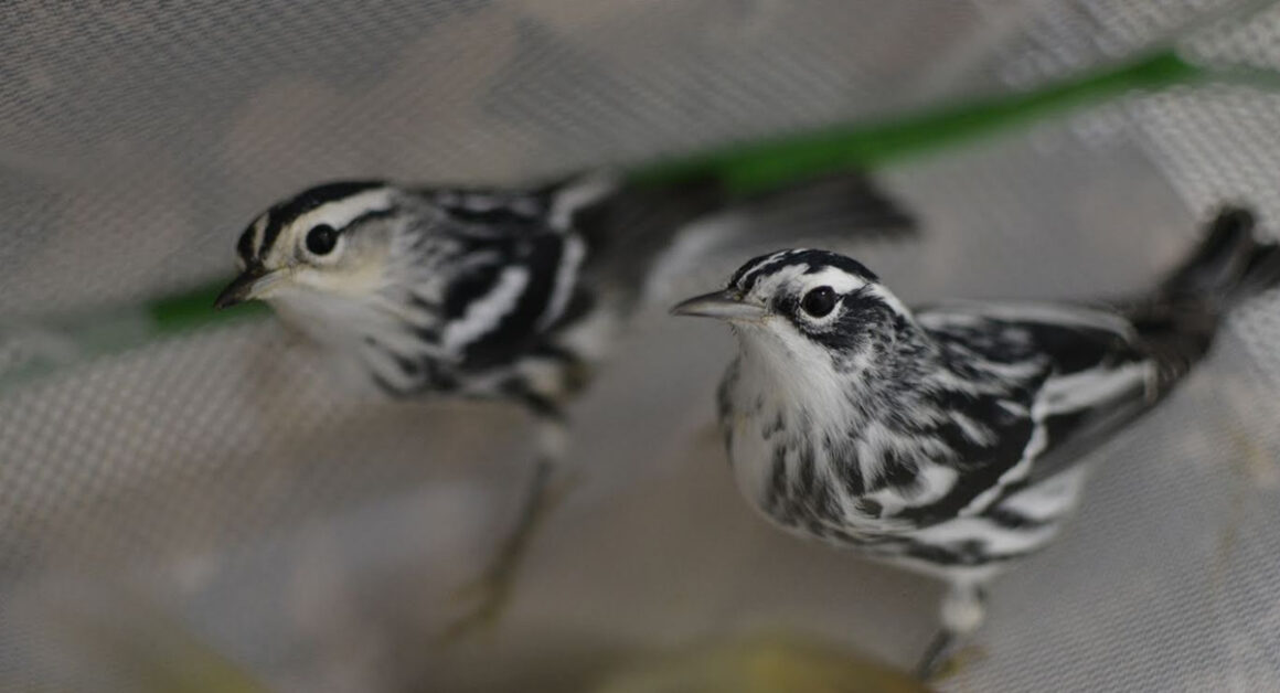 Home - Wild Bird Fund