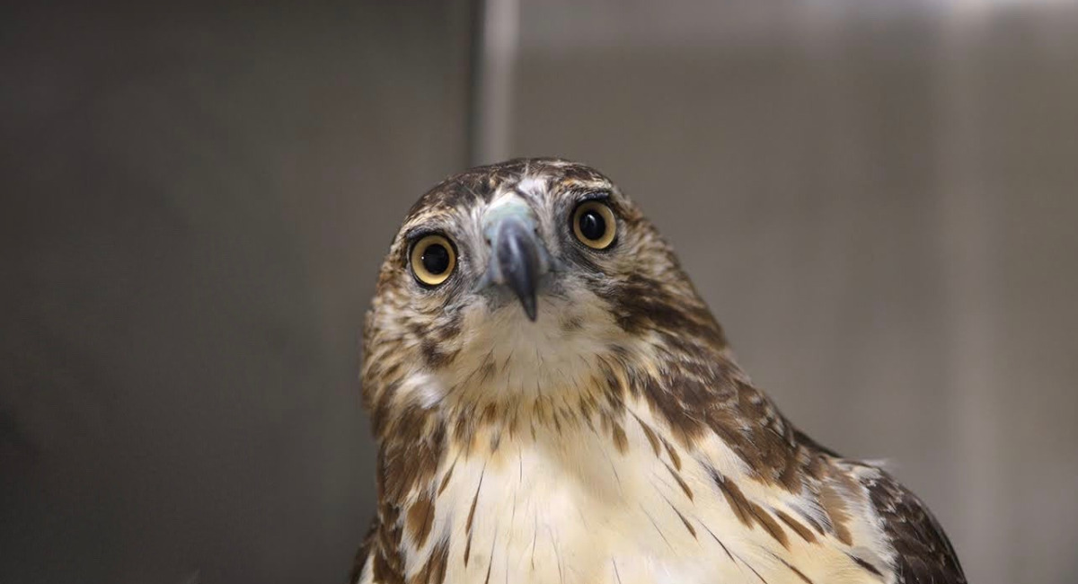 Home - Wild Bird Fund