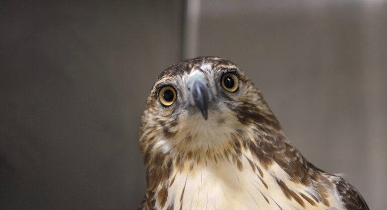 Home - Wild Bird Fund