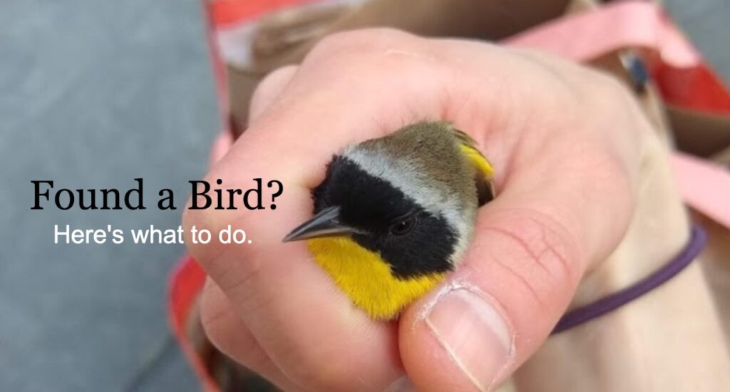 Home - Wild Bird Fund