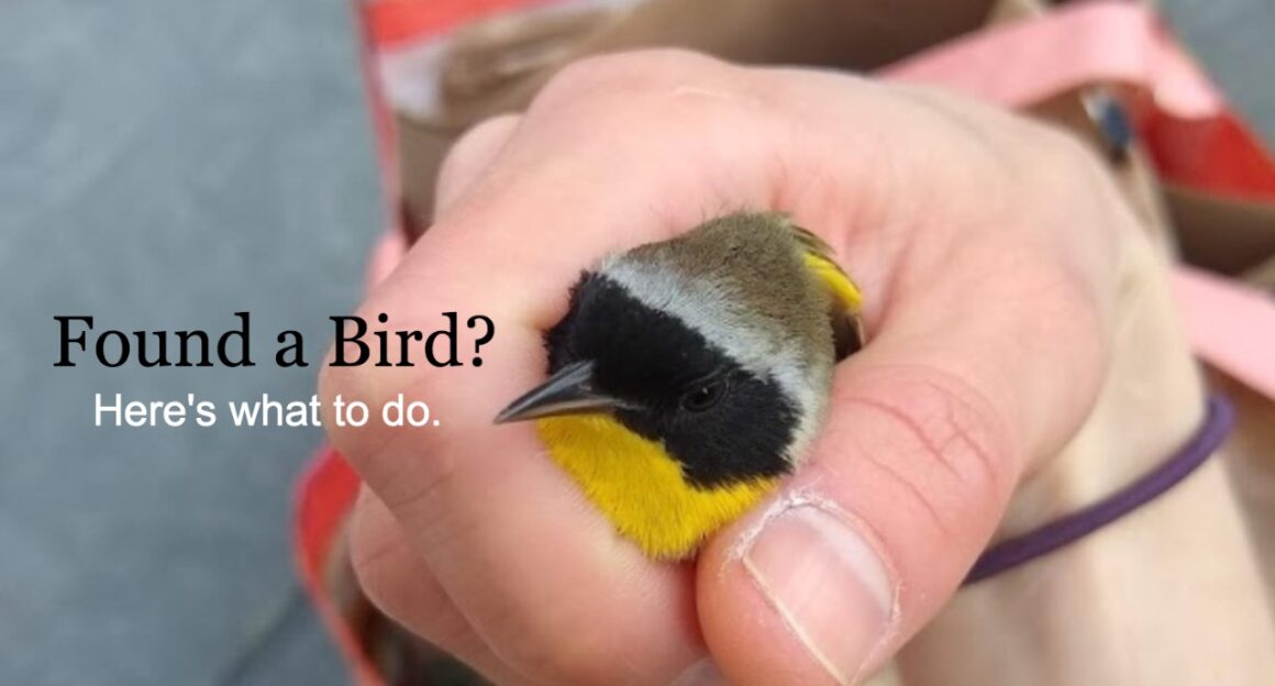 Home - Wild Bird Fund