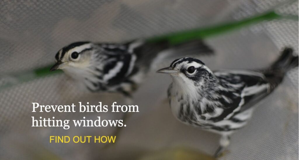 Home - Wild Bird Fund