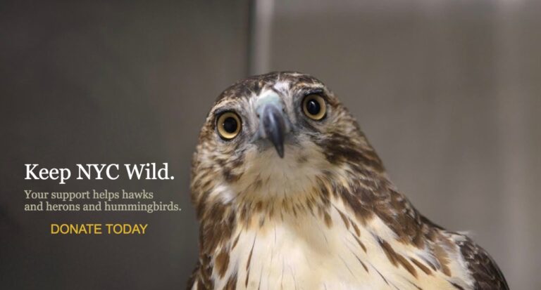 Home - Wild Bird Fund