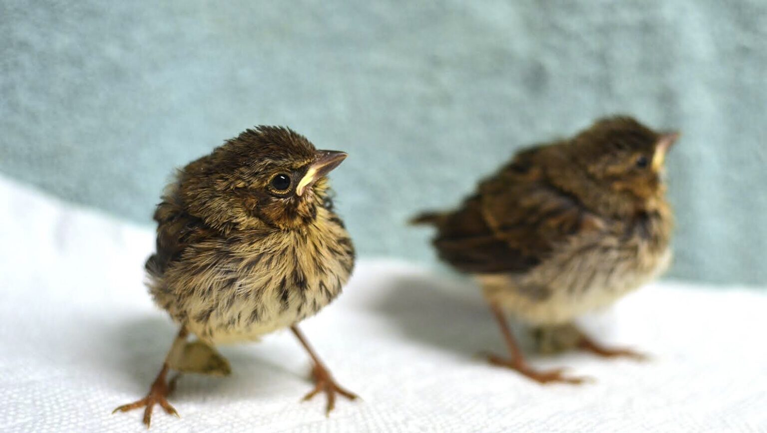 Home - Wild Bird Fund