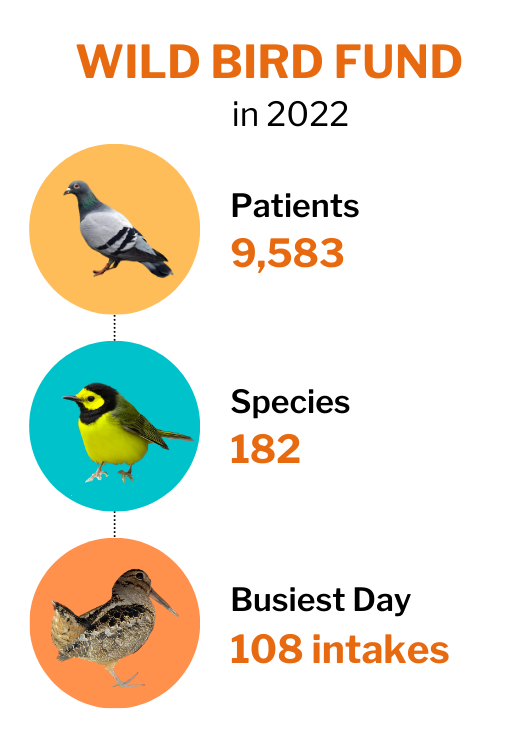 Patients-1 - Wild Bird Fund
