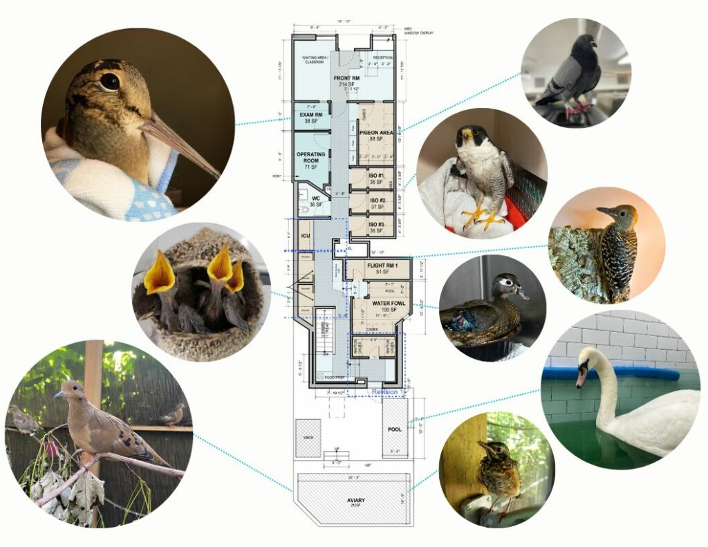 Brooklyn Capital Campaign - Wild Bird Fund