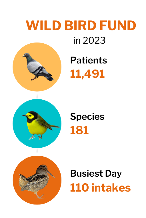 Brooklyn Capital Campaign - Wild Bird Fund