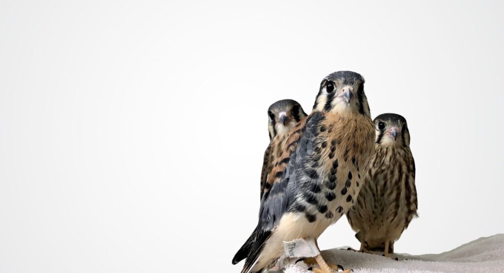 Home - Wild Bird Fund